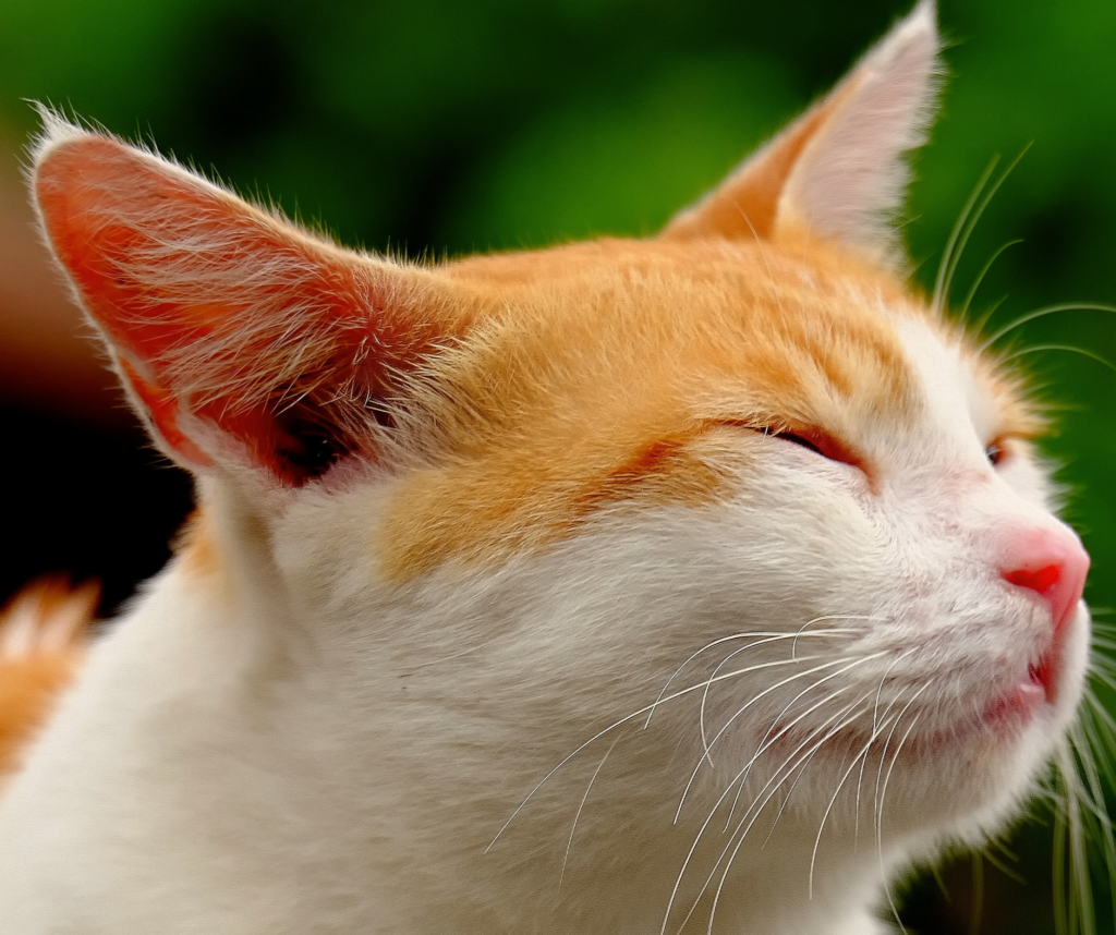 The Benefits of Spaying and Neutering Cats - The furry Care